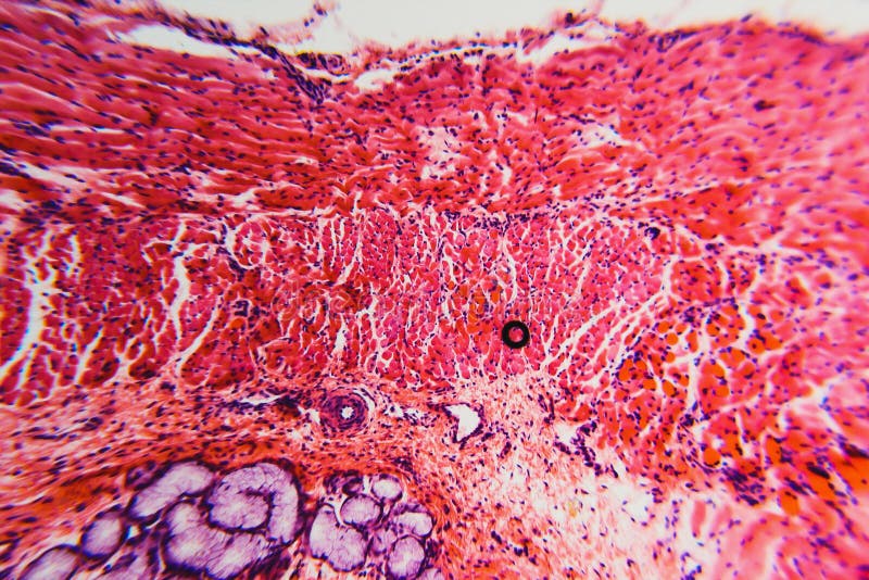 Dog Anatomy Internal Stock Photos - Free & Royalty-Free Stock Photos ...