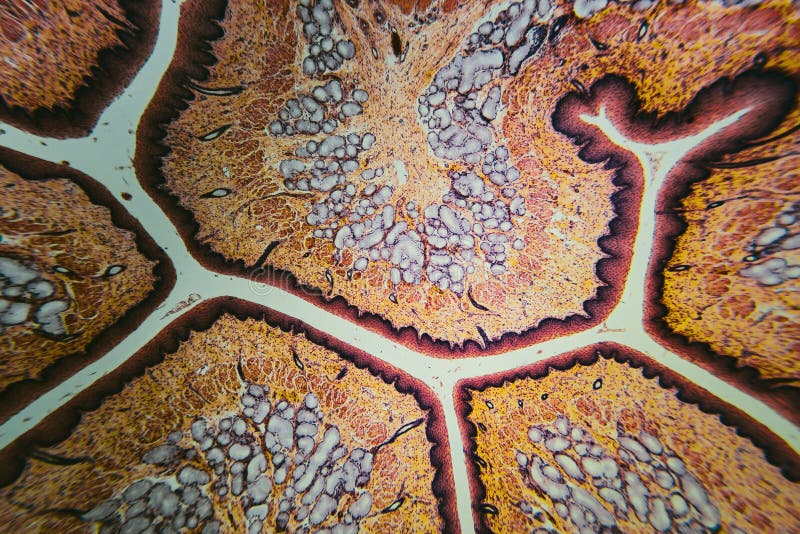 Cross Section Esophagus Dog Stock Illustration - Illustration of ...