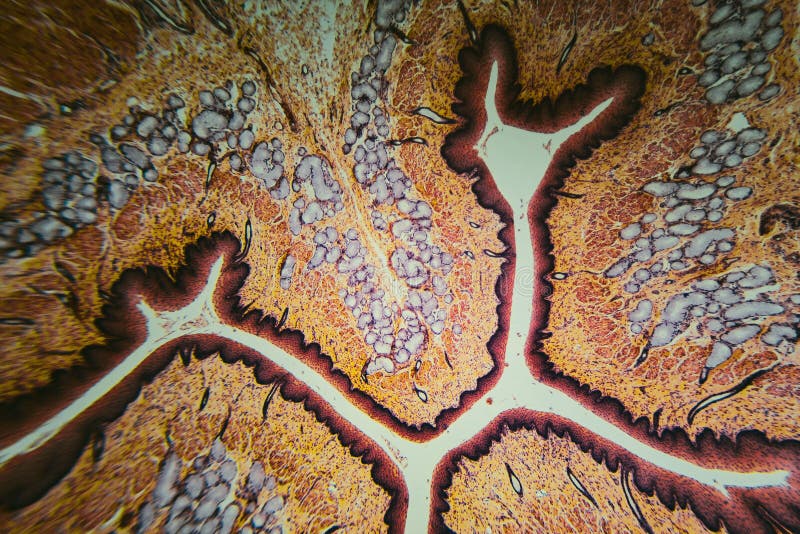 Cross Section Esophagus Dog Stock Illustration - Illustration of ...