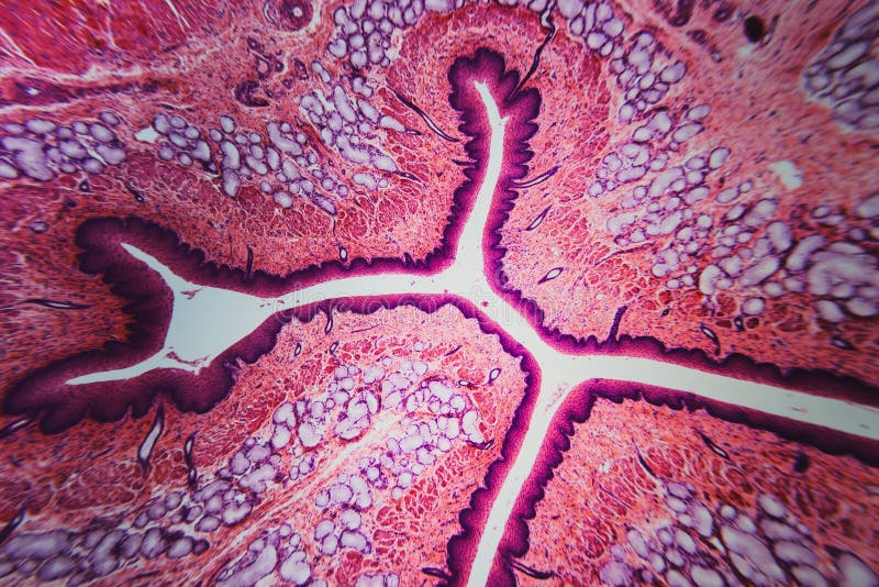 Cross Section Esophagus Dog Stock Illustration - Illustration of ...