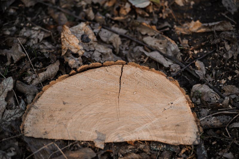 Cross-section of a Freshly Cut Tree Stump Amidst Fallen Leaves Stock ...