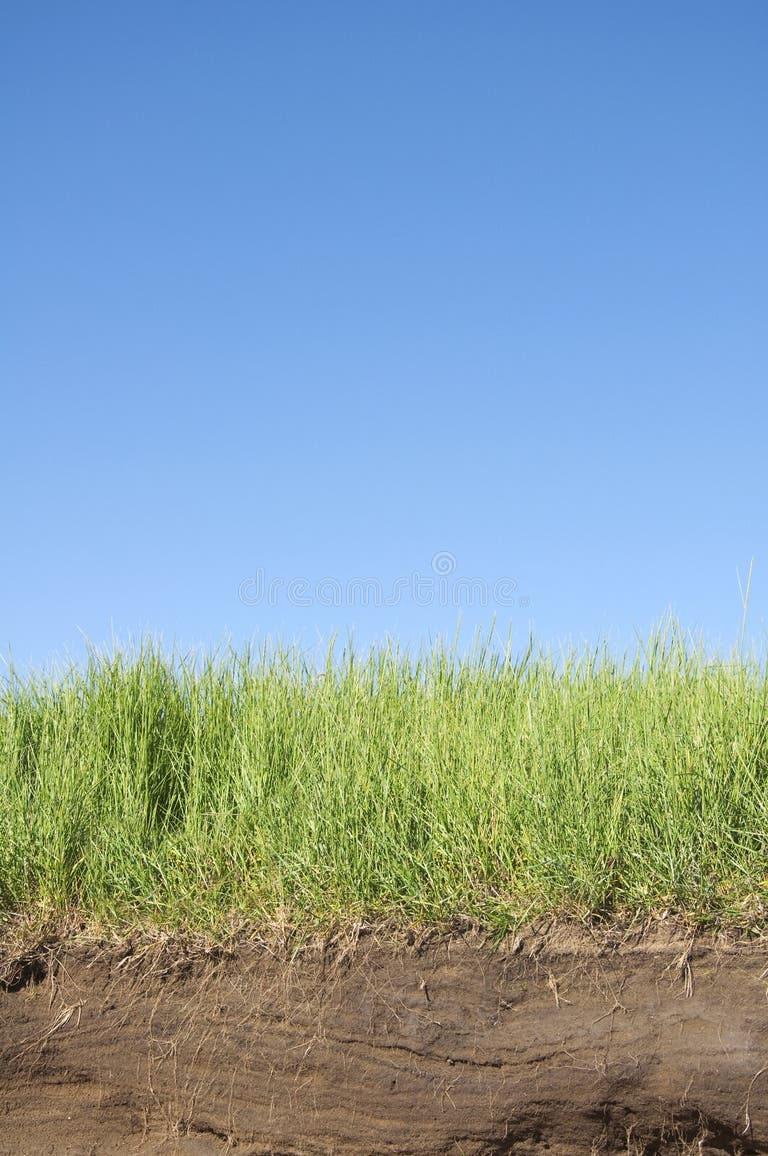 232 Cross Section Green Grass Underground Soil Layers Stock Photos ...