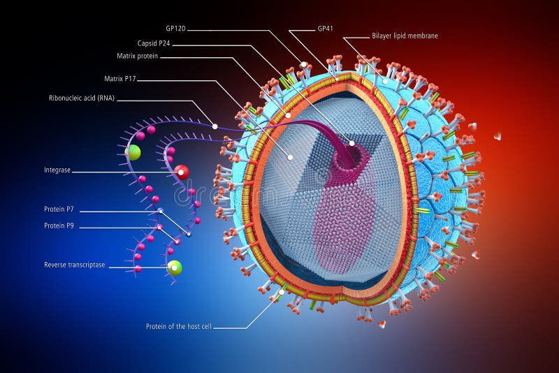 Cross Section of a HIV Virus Showing Components Stock Illustration ...