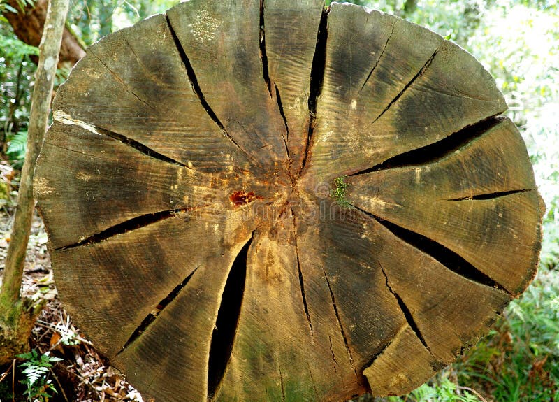 Cross Section of Huge Cut Tree Trunk in Forest Stock Image - Image of ...