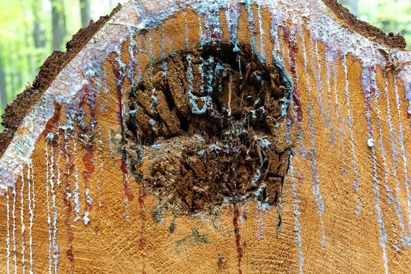 Cross Section of Huge Pine Tree with Sap Running Down Decay in Center ...