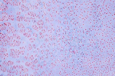 Bone Ligament Microscope Stock Photos - Free & Royalty-Free Stock ...