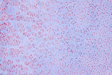 Cross Section Human Cartilage Bone Under Microscope View Stock Image ...