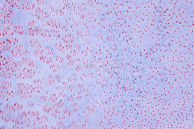 Bone Ligament Microscope Stock Photos - Free & Royalty-Free Stock ...