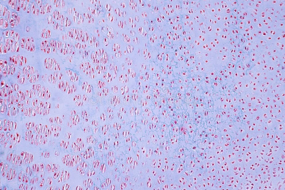 Bone Ligament Microscope Stock Photos - Free & Royalty-Free Stock ...