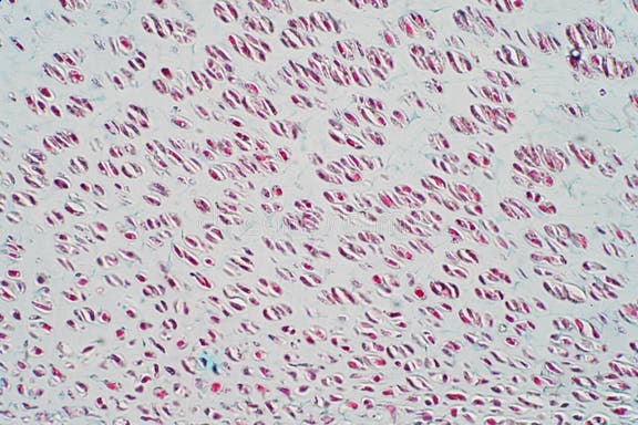 Cross Section Human Cartilage Bone Under Microscope View Stock ...