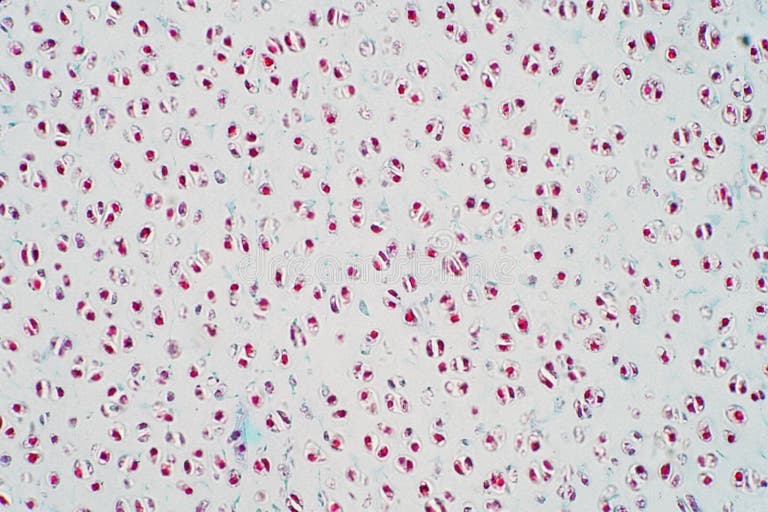 Bone Ligament Microscope Stock Photos - Free & Royalty-Free Stock ...