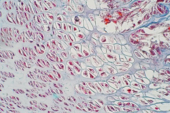 Cross Section Human Cartilage Bone Under Microscope View Stock Photo ...