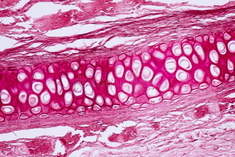 Cross Section Human Cartilage Bone Under Microscope View for Education ...