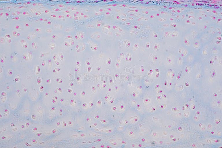 Cross Section Human Cartilage Bone Under Microscope View for Education ...