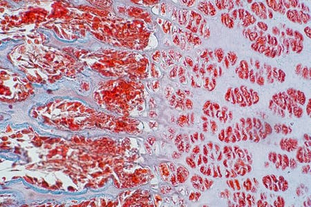 Cross Section Human Cartilage Bone Under Microscope View for Education ...