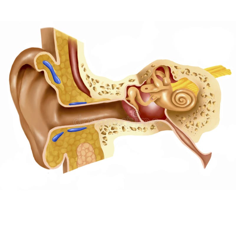 Cross Section of Human Ear. Stock Illustration - Illustration of ...