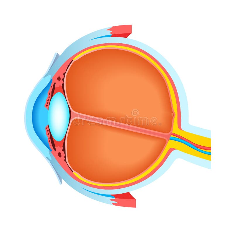 Human Eye Cross Section, Normal Vision Stock Vector - Illustration of ...