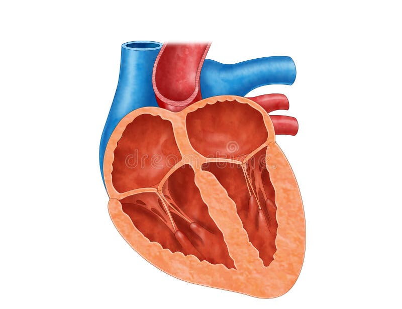 Cross-section of a Human Heart Anatomy Stock Illustration ...