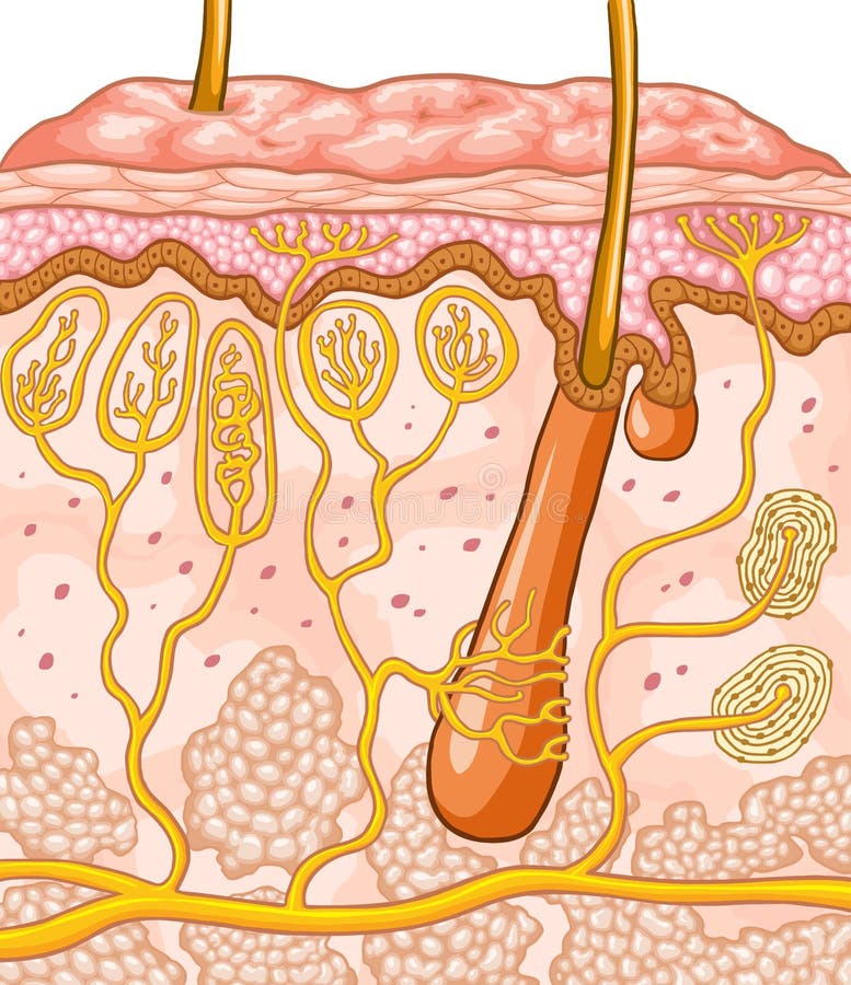 Cross-section Of Human Skin Stock Vector - Illustration of clipart ...