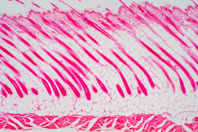 Cross Section Human Skin Head Under Microscope View for Education ...