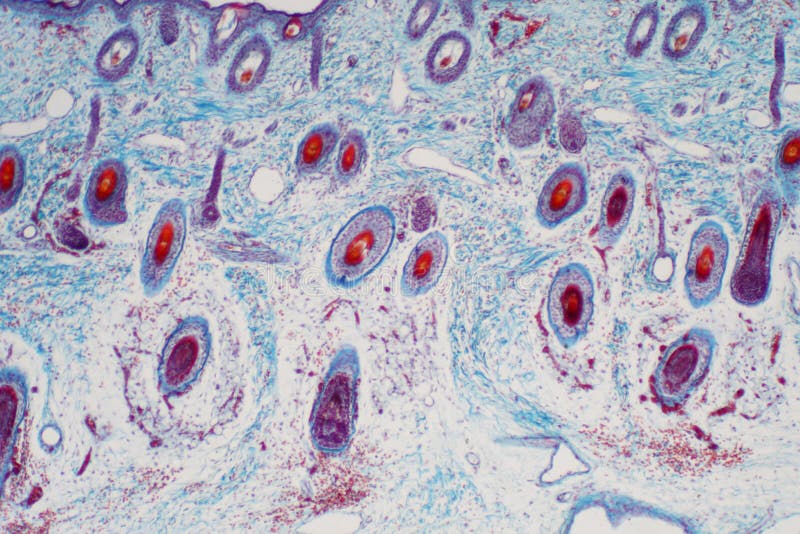 Cross Section Human Skin Tissue Under Microscope View Stock ...