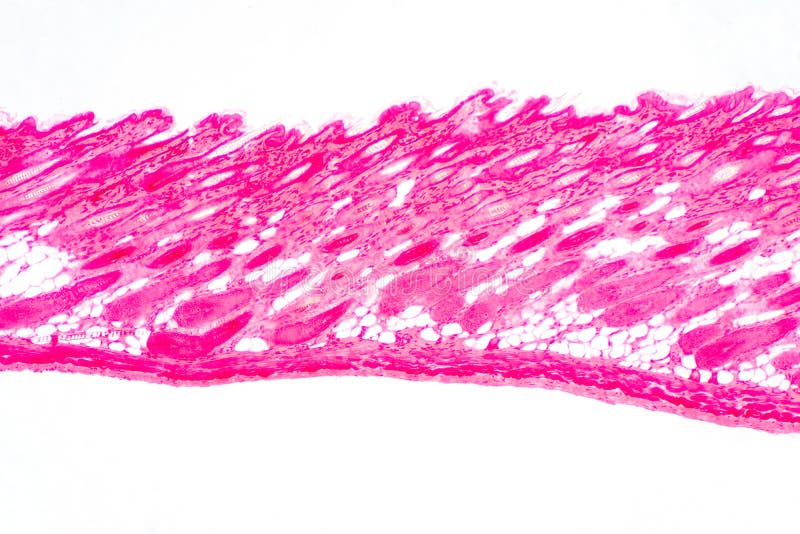 Cross Section Human Skin Tissue Under Microscope View Stock ...