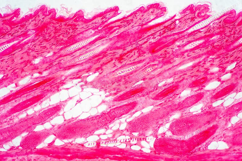 Cross Section Human Skin Tissue Under Microscope View Stock ...