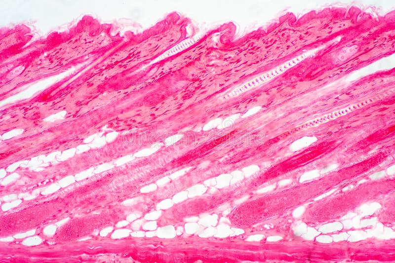 Cross Section Human Skin Tissue Under Microscope View Stock ...