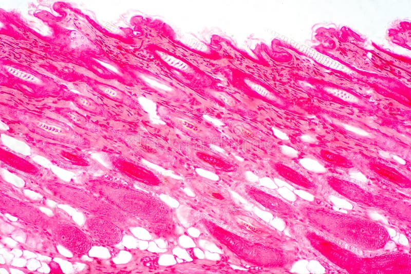 Cross Section Human Skin Tissue Under Microscope View Stock ...