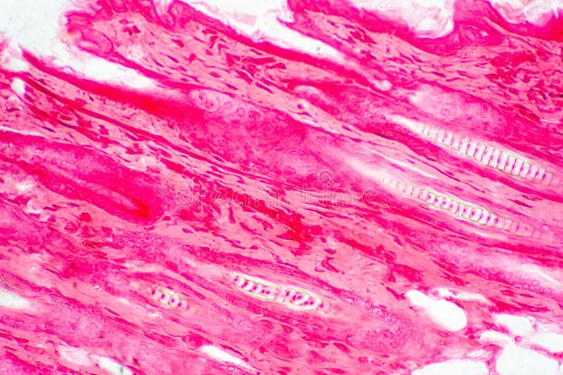 Human Skin Layers Microscope
