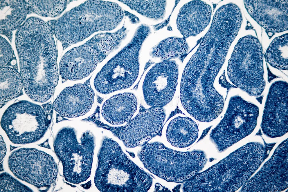 Cross Section Human Testis Under Microscope View. Stock Image - Image ...
