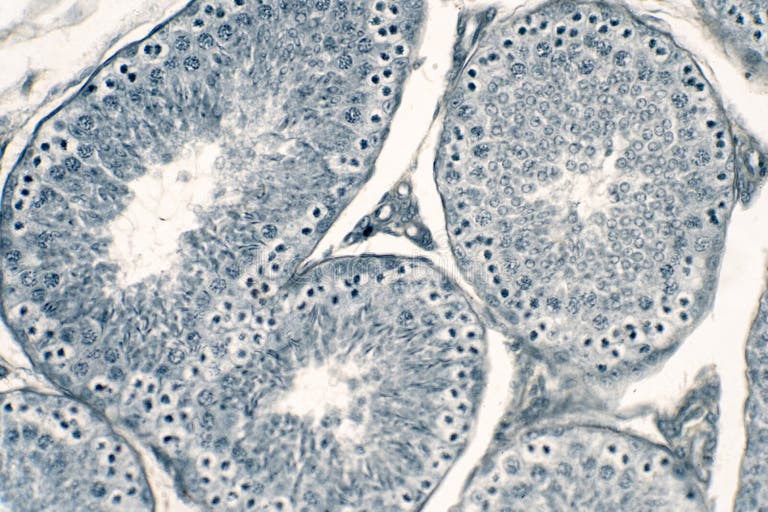 Human Testis Cross Section Microscope Stock Photos - Free & Royalty ...