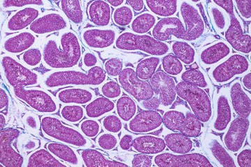 Human Testis Cross Section Microscope Stock Photos - Free & Royalty ...