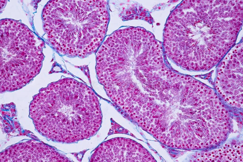 Cross Section Human Testis Under Microscope View for Education H Stock ...