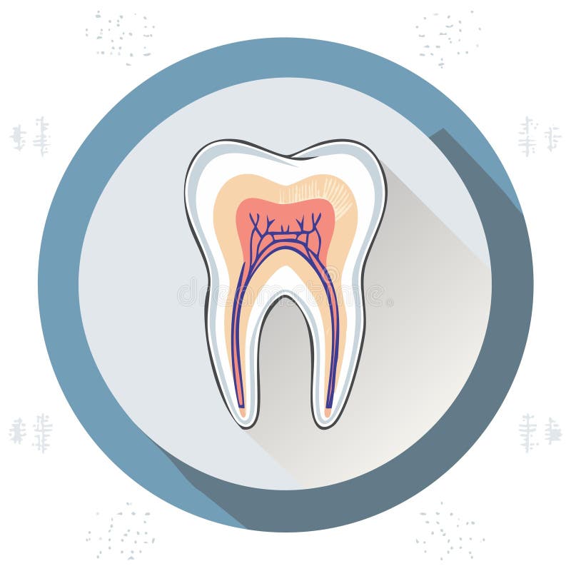 Cross Section of a Human Tooth Showing Pulp Nerve and Blood Vessels ...