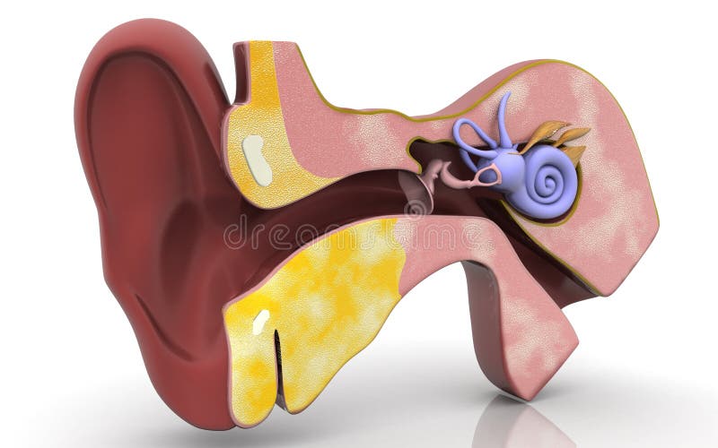 Cross section of inner ear stock illustration. Illustration of middle ...