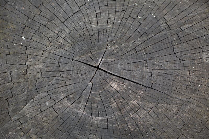 Cross Section of a Large Old Tree. Texture Stock Photo - Image of years ...
