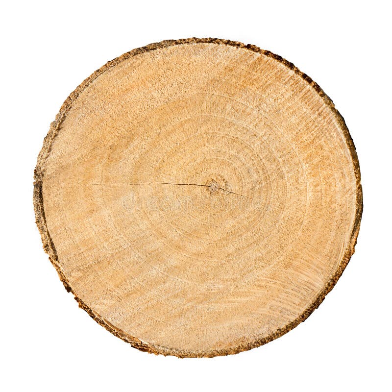 Large Maple Tree Slice Cut from the Woods. Textured Surface with Rings ...