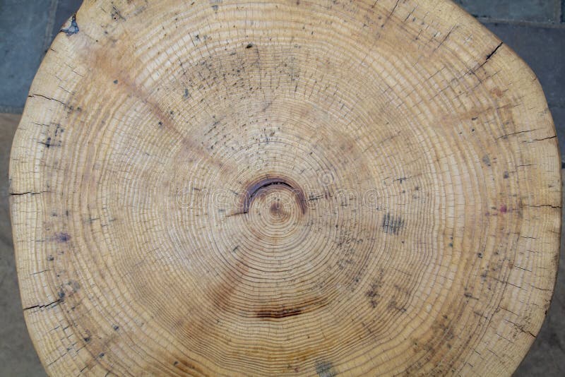 Cross-section of a Large Tree Truck with Aging Circular Rings Stock ... Cross-section of a Large Tree Truck with Aging Circular Rings Stock ...