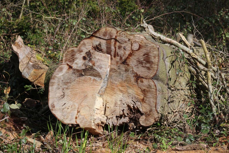 Cross Section of Large Tree Trunk Stock Photo - Image of landscape ...