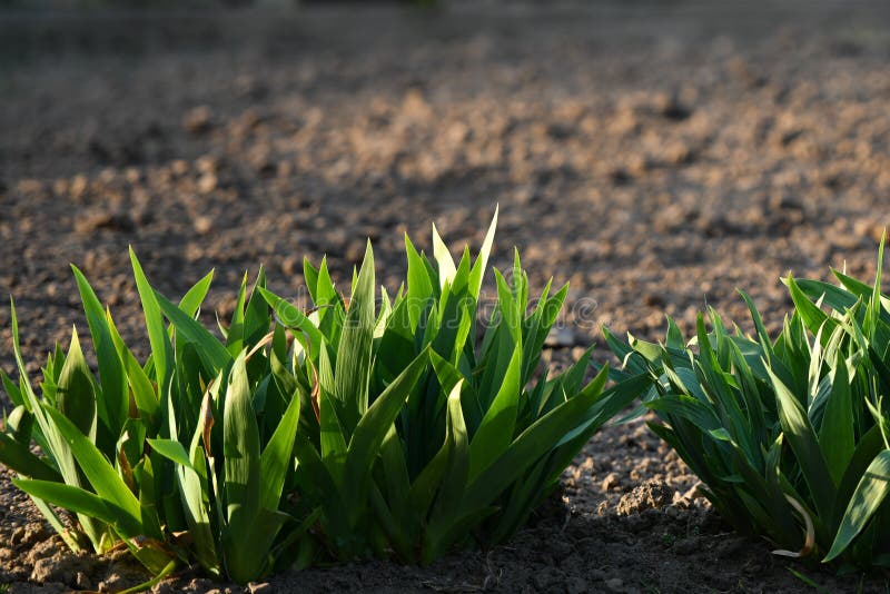 Grass Roots Soil Profile Stock Photos - Free & Royalty-Free Stock ...