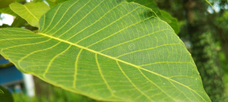 Cross Section of a Leaf of the Hura Crepitans Plant Stock Image - Image ...