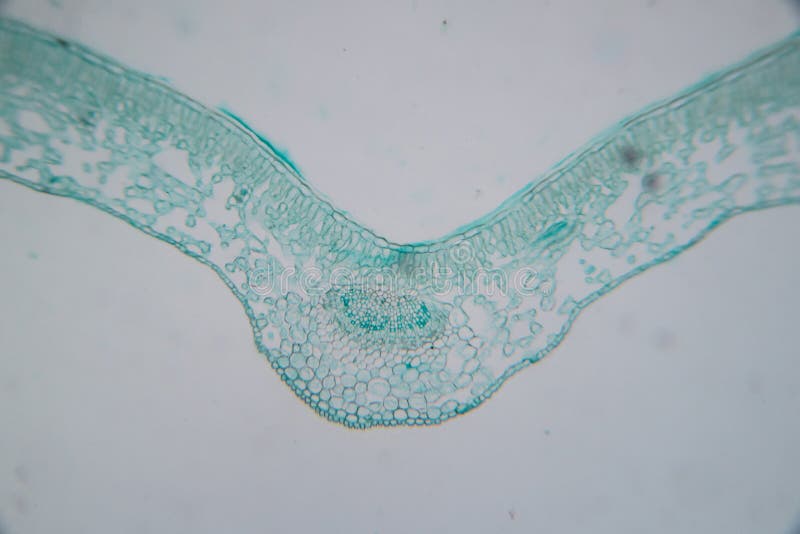Leaf Cross Section Slide