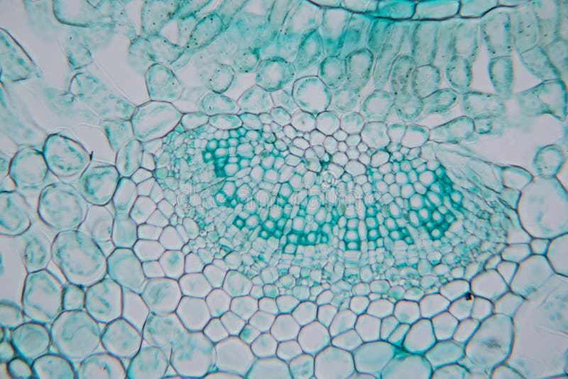 Cross-section Leaf Plant of Under the Microscope. Stock Image - Image ...