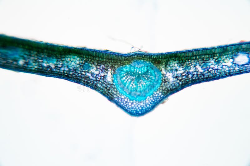 Cross-section Leaf Plant of Under the Microscope. Stock Image - Image ...