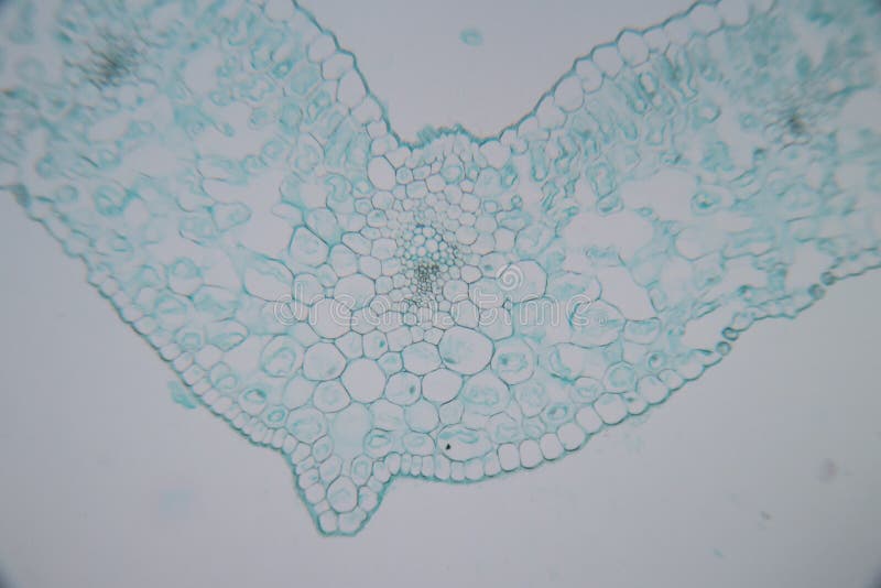Cross-section Leaf Plant of Under the Microscope. Stock Image - Image ...