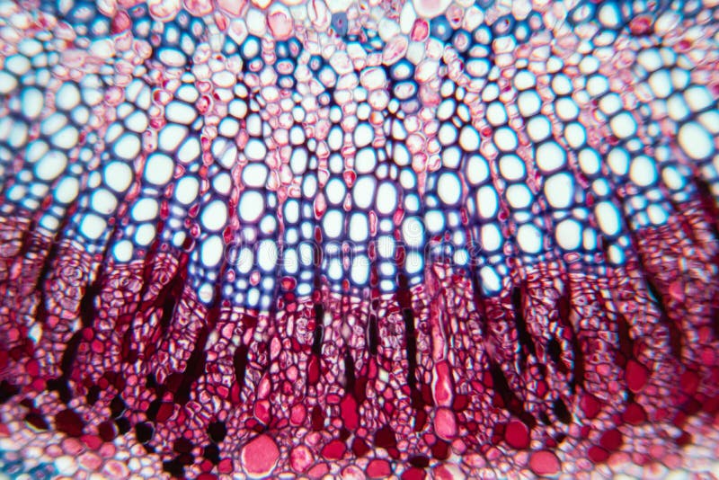 Cross-section Leaf Plant of Under the Microscope. Stock Photo - Image ...