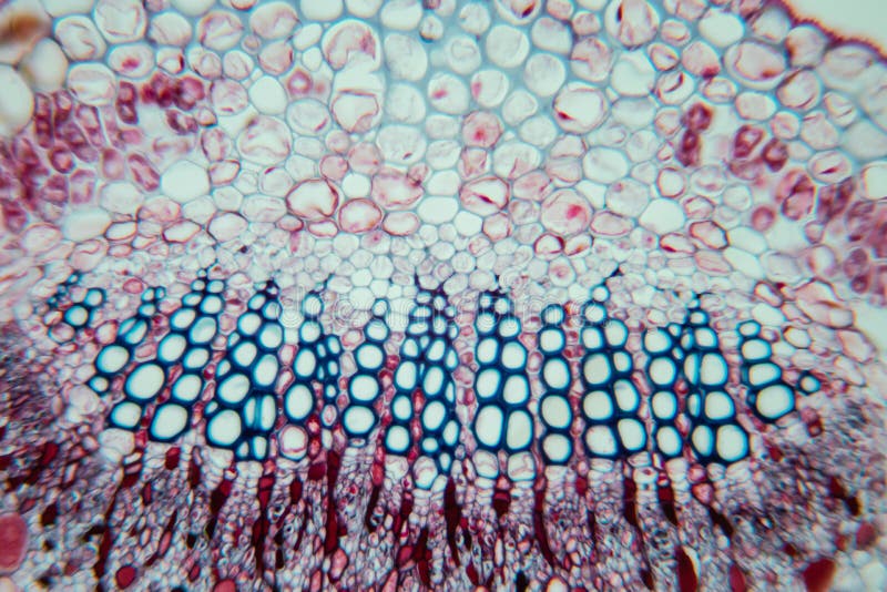 Cross-section Leaf Plant of Under the Microscope. Stock Image - Image ...