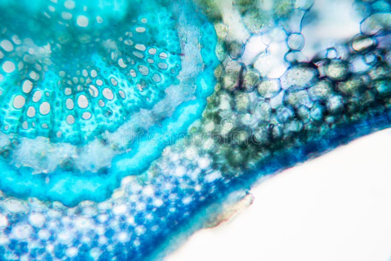 Cross-section Leaf Plant of Under the Microscope. Stock Image - Image ...