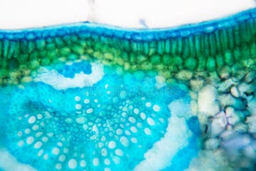 114 Dicot Leaf Microscope Stock Photos - Free & Royalty-Free Stock ...